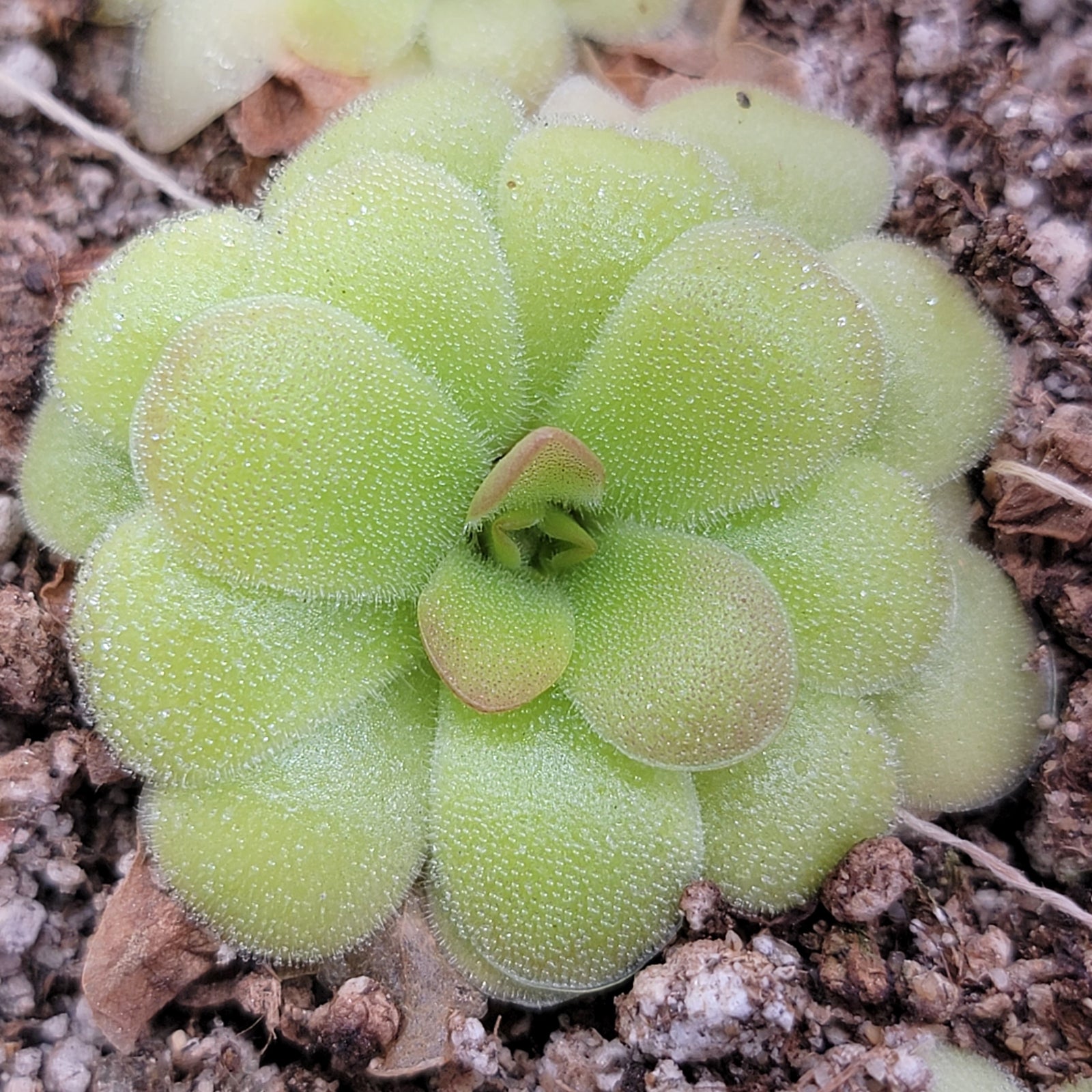 Butterworts (Pinguicula) | Rainbow Carnivorous Plants LLC