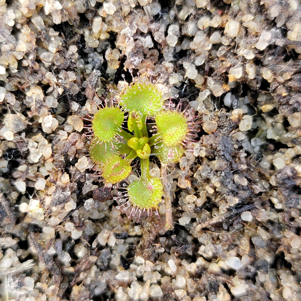 Drosera porrecta {Eneabba, WA} | Drosera | Rainbow Carnivorous Plants LLC