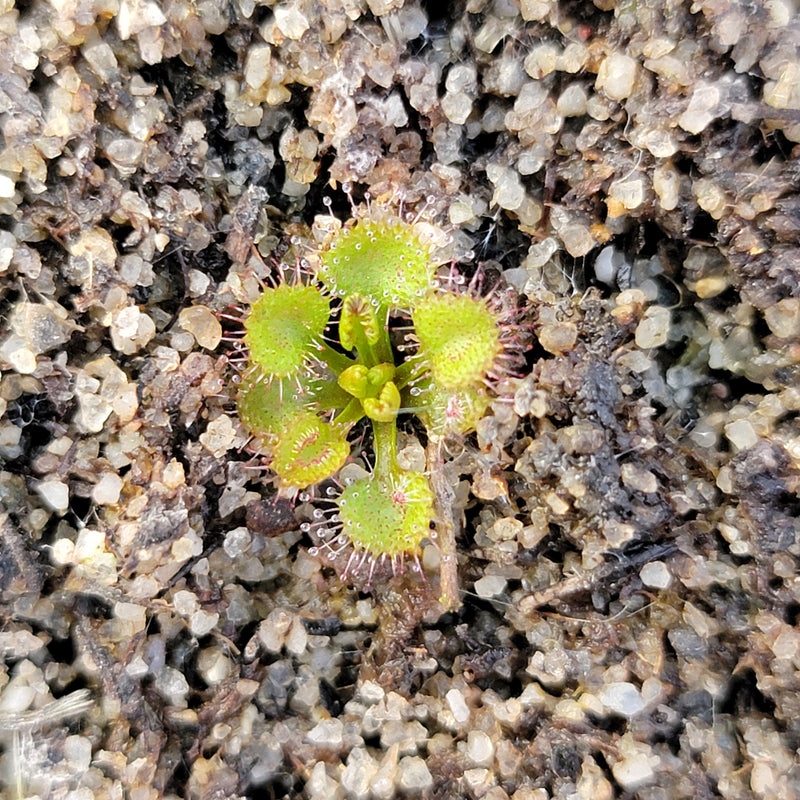 Sundews (Drosera) | Rainbow Carnivorous Plants LLC
