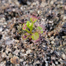 Drosera porrecta {Eneabba, WA} | Drosera | Rainbow Carnivorous Plants LLC