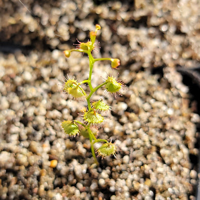 Drosera macrantha | Drosera | Rainbow Carnivorous Plants LLC