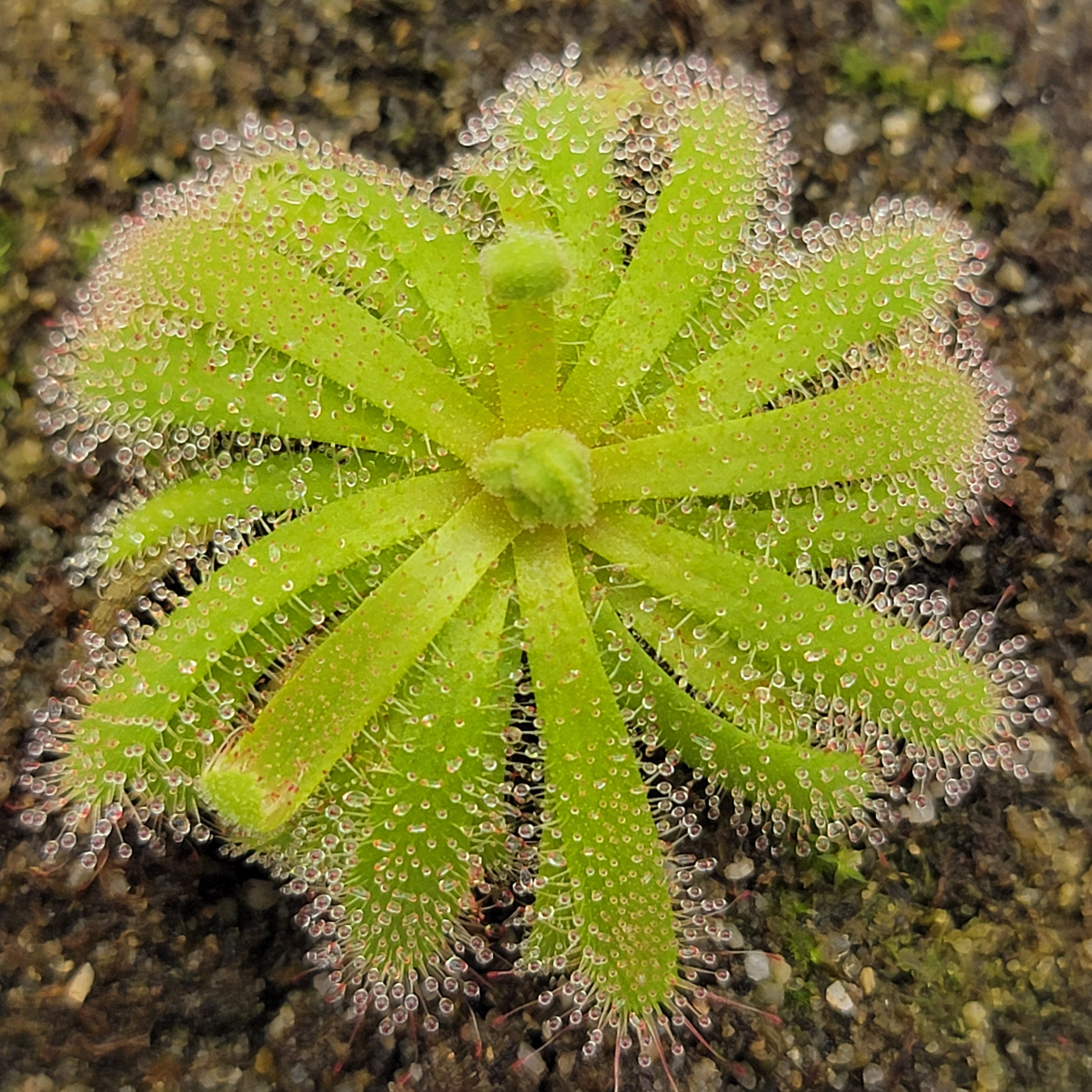 Drosera cistiflora "Salmon Flower" {Moedverloor, South Africa ...