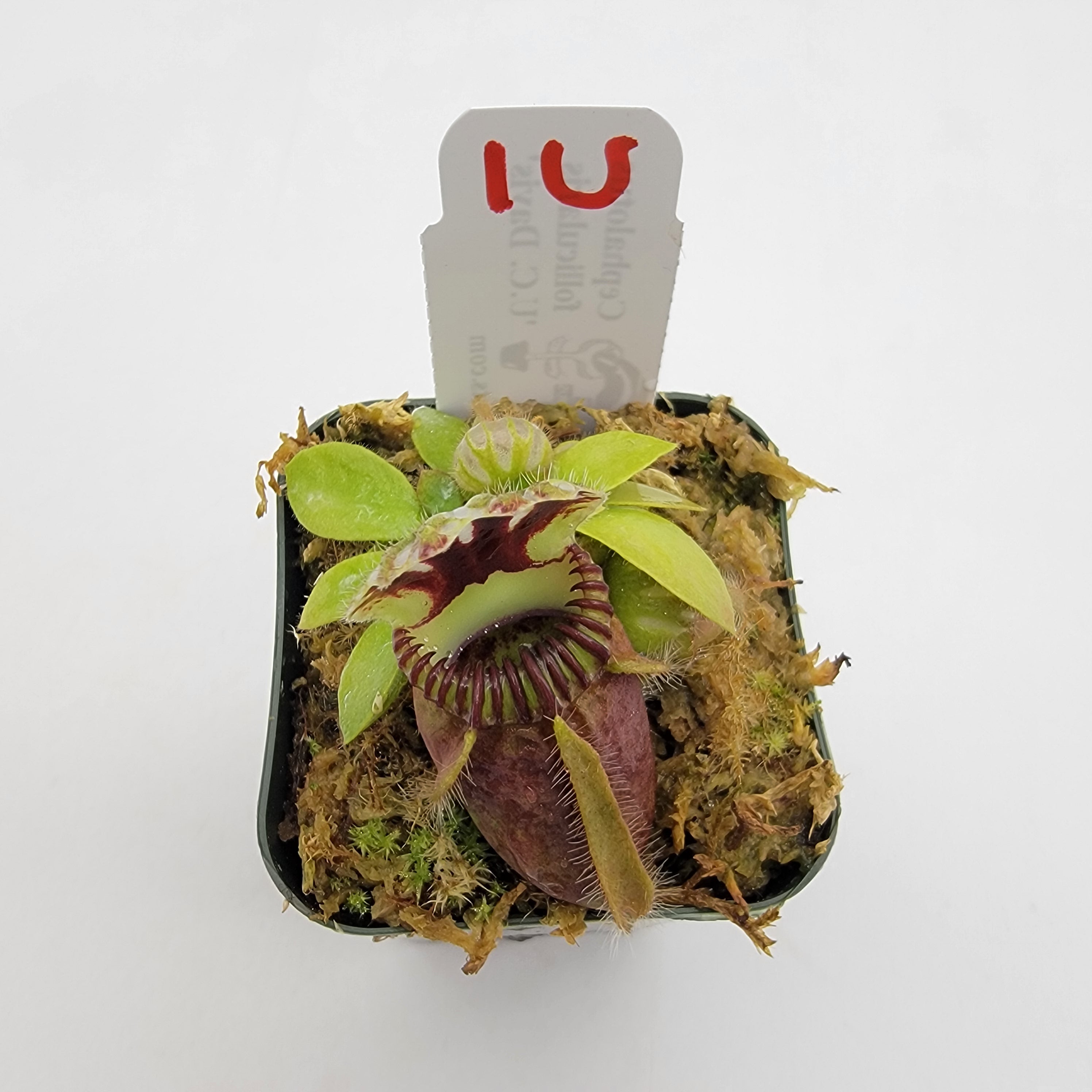 Cephalotus follicularis "UC Davis" | Cephalotus | Rainbow Carnivorous ...