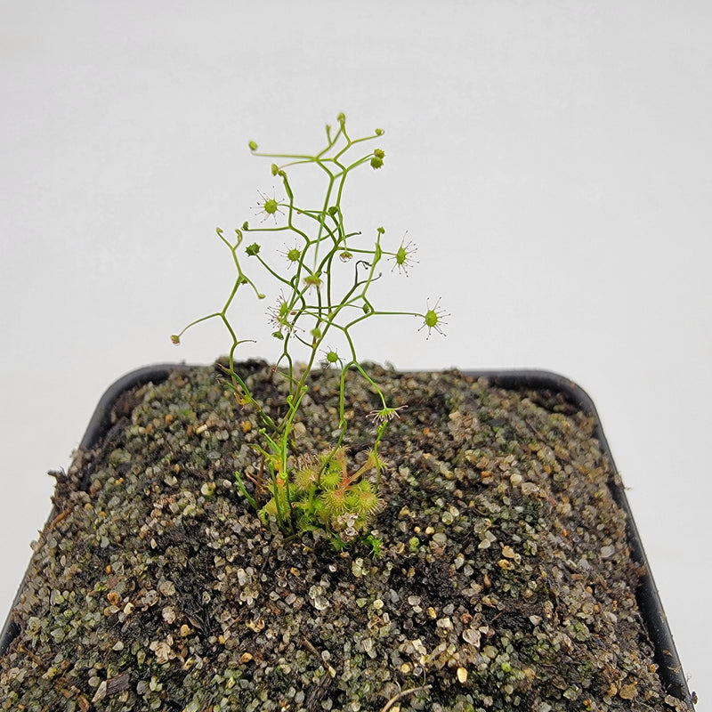 Drosera pallida | Drosera | Rainbow Carnivorous Plants LLC