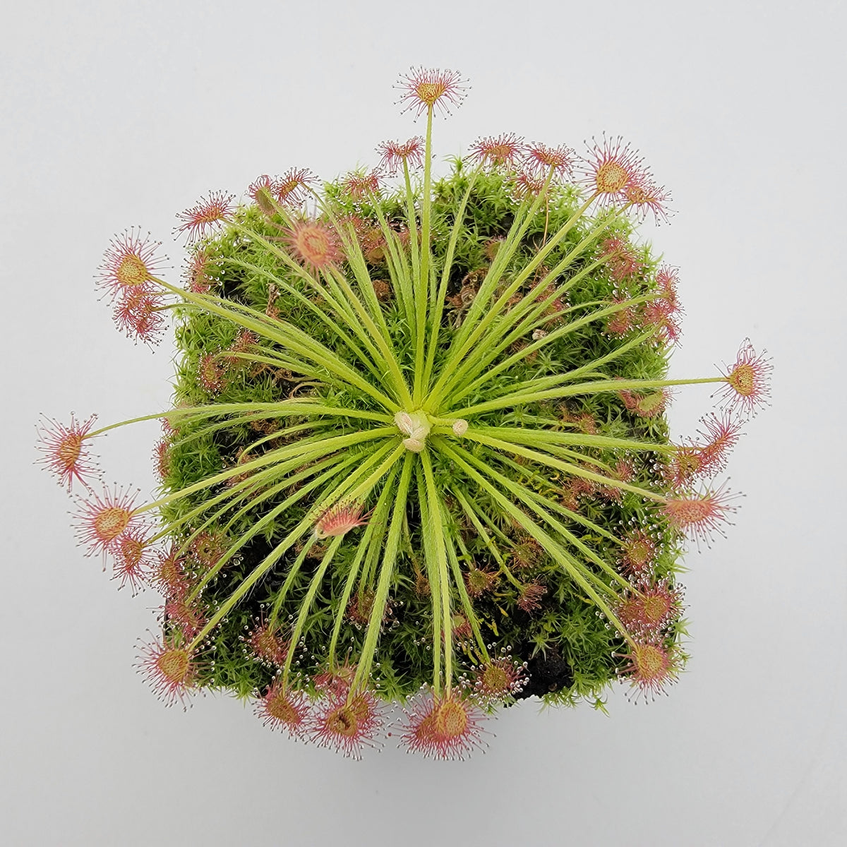 Sundews (Drosera) | Rainbow Carnivorous Plants LLC