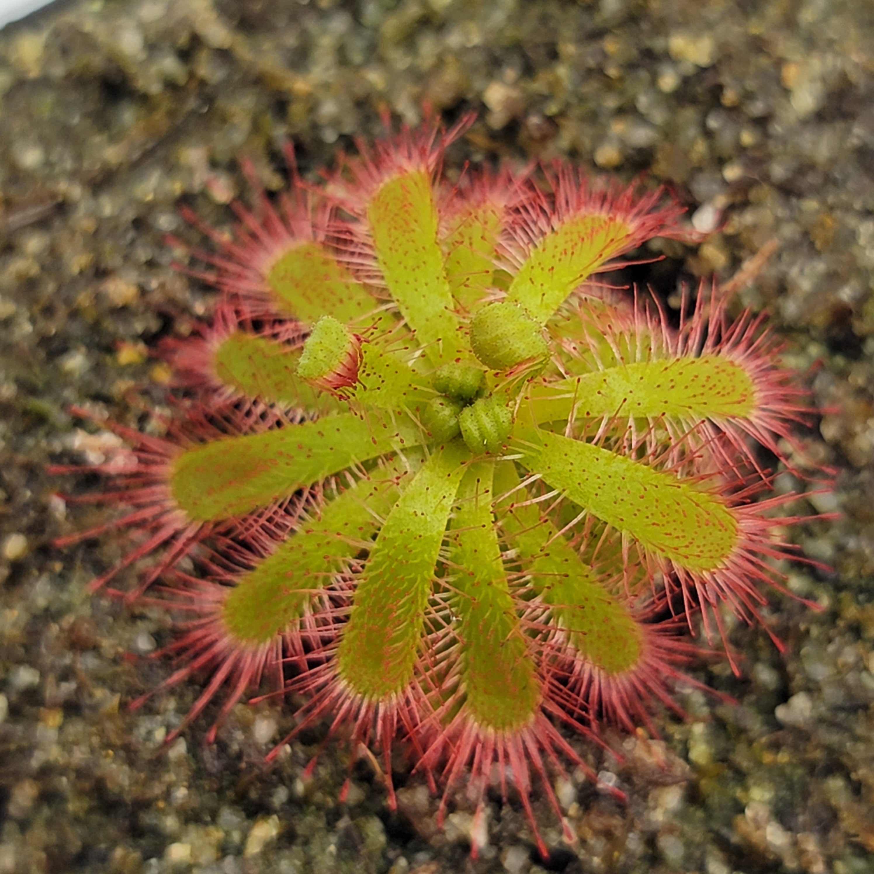 Drosera afra {Matroosberg, South Africa} | Drosera | Rainbow ...