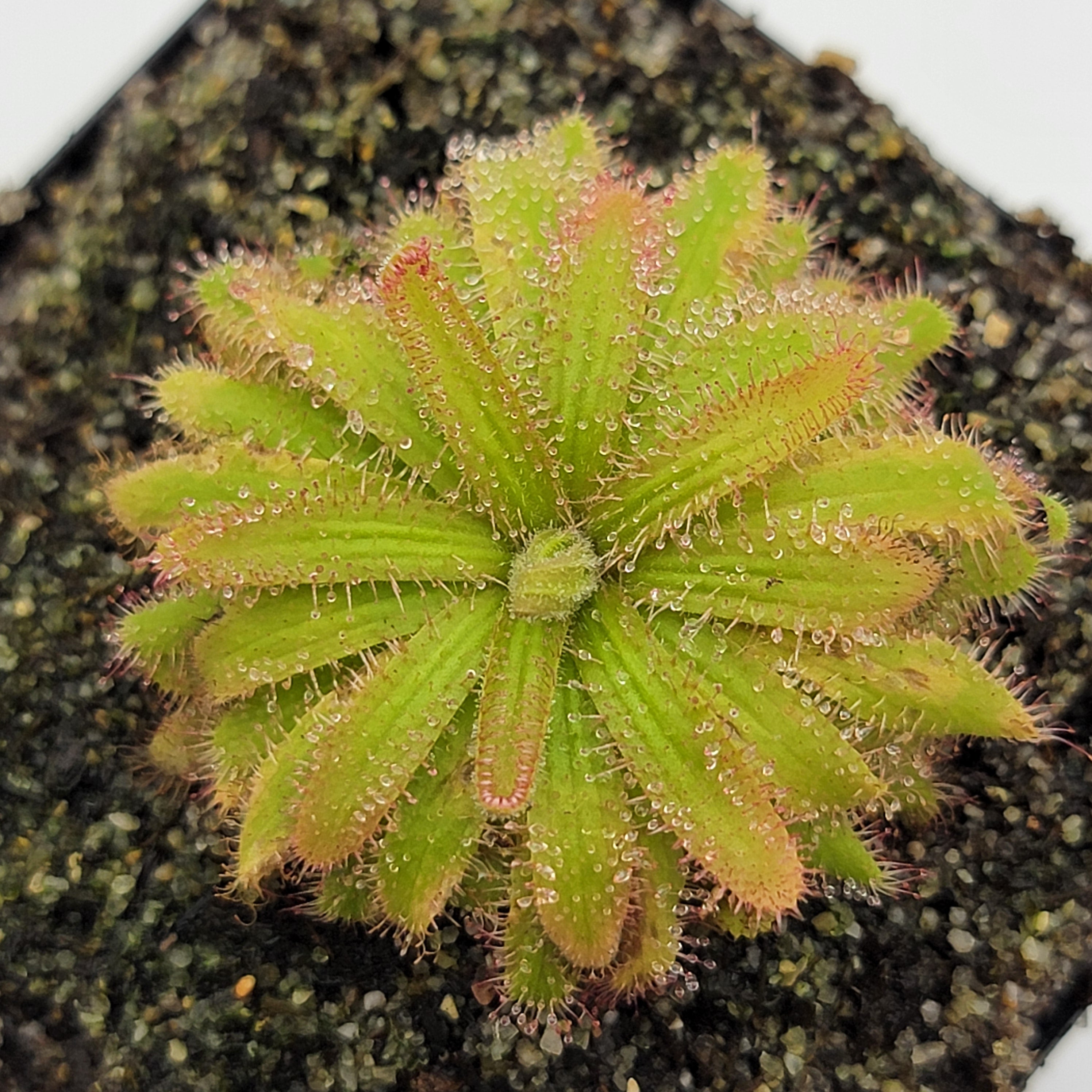 Drosera liniflora {Bainskloof, South Africa} | Drosera | Rainbow ...