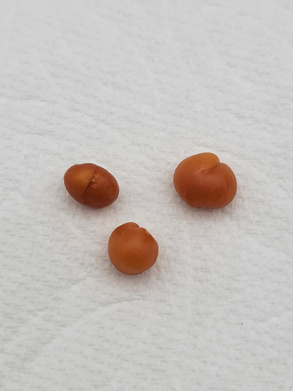 Drosera porrecta {Eneabba, WA} | Drosera | Rainbow Carnivorous Plants LLC