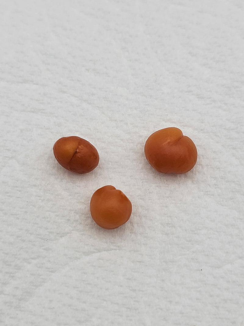 Drosera porrecta {Eneabba, WA} | Drosera | Rainbow Carnivorous Plants LLC