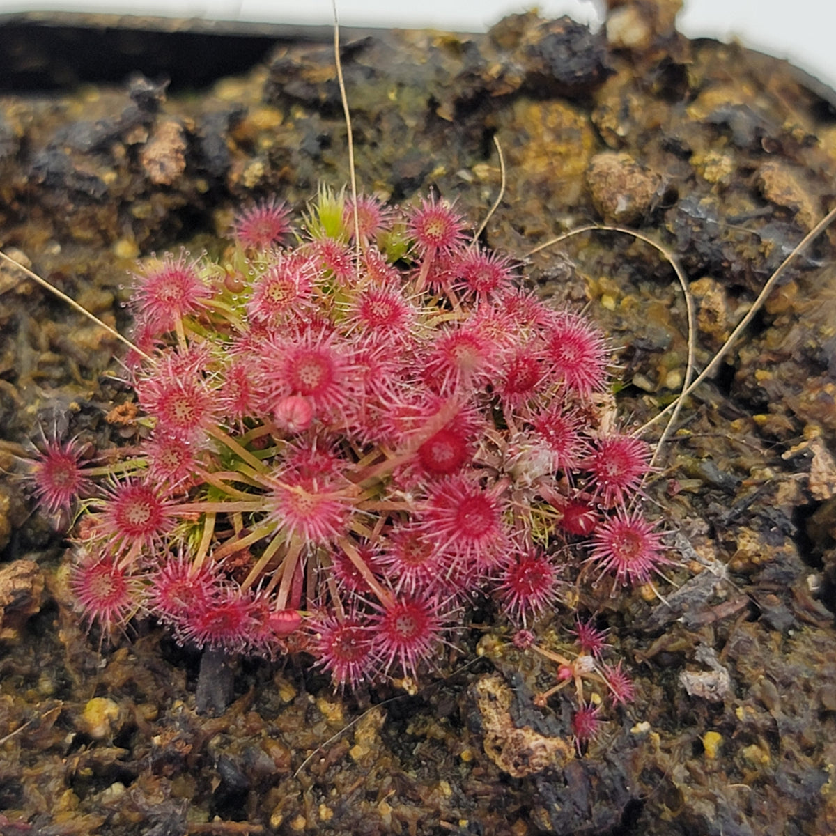 Drosera pygmaea | | Rainbow Carnivorous Plants LLC