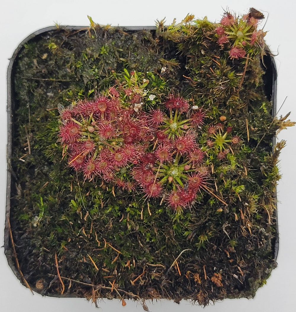 Drosera x legrandii | | Rainbow Carnivorous Plants LLC