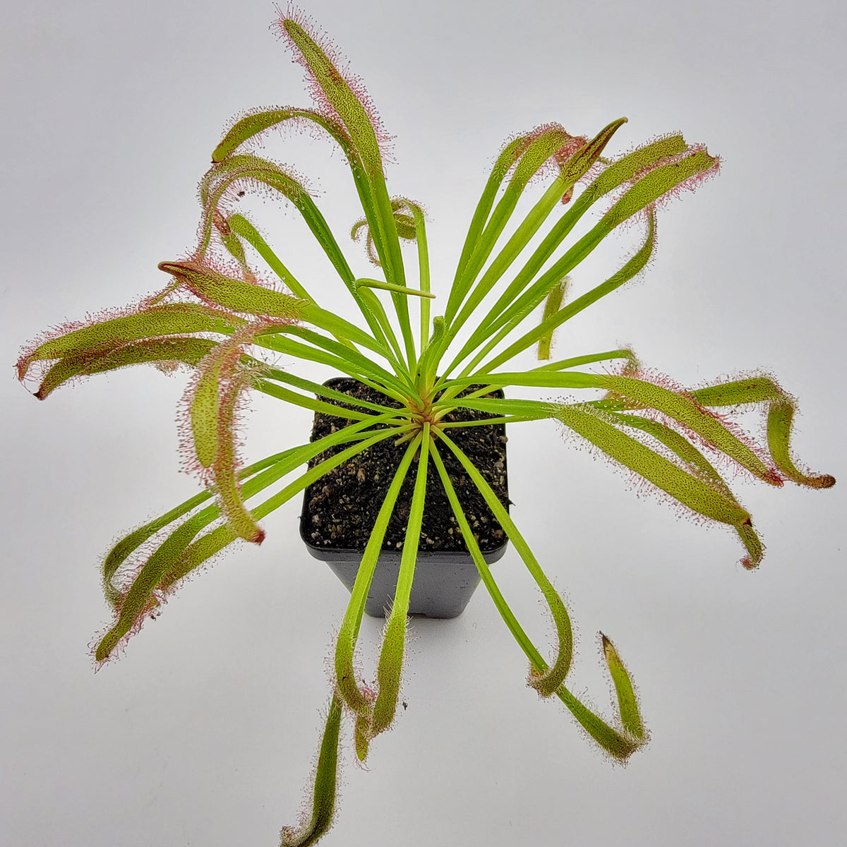 Sundews (Drosera) | Rainbow Carnivorous Plants LLC