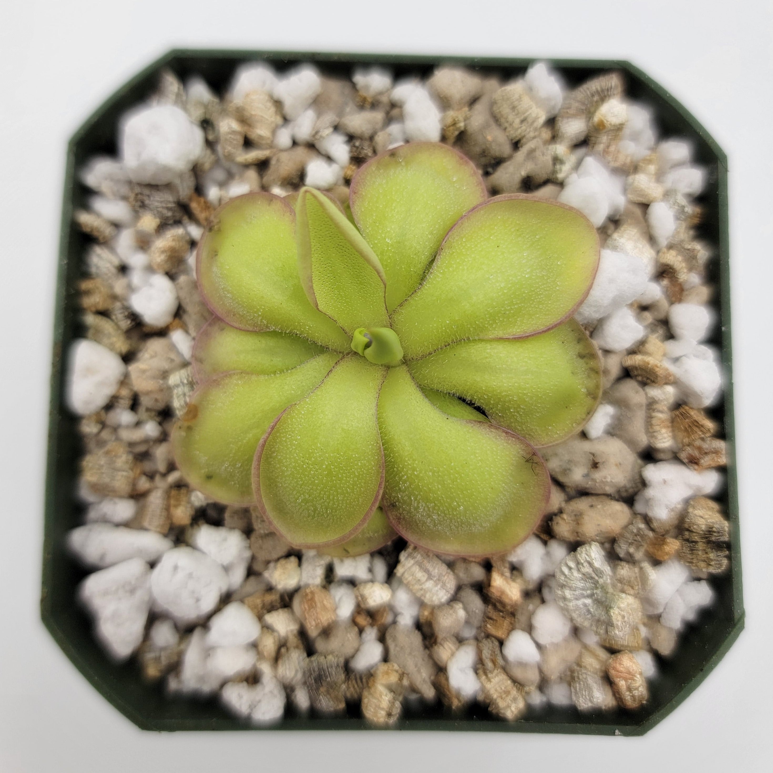 Pinguicula 'Köhres' | Butterworts | Rainbow Carnivorous Plants LLC