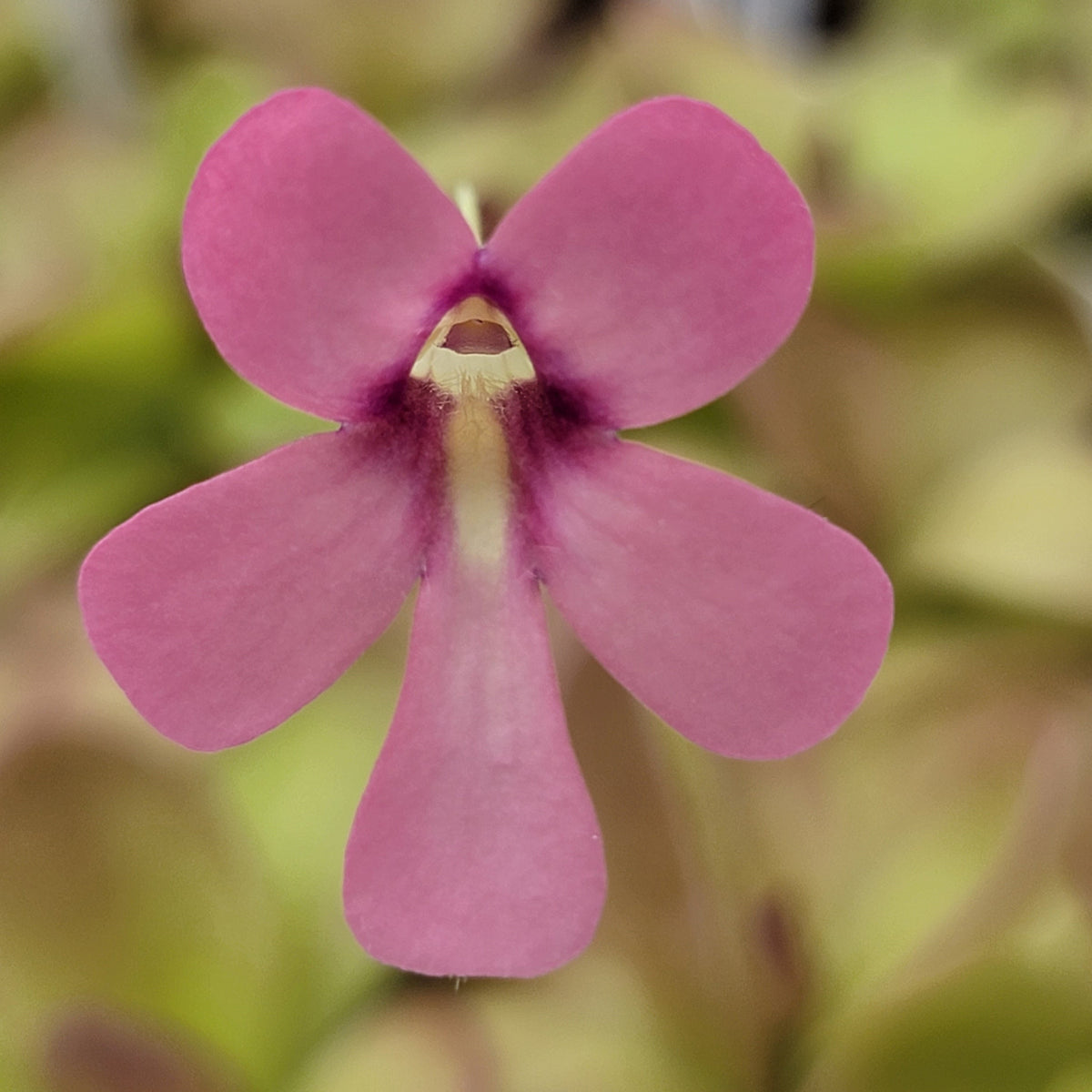 Pinguicula "Peaches"