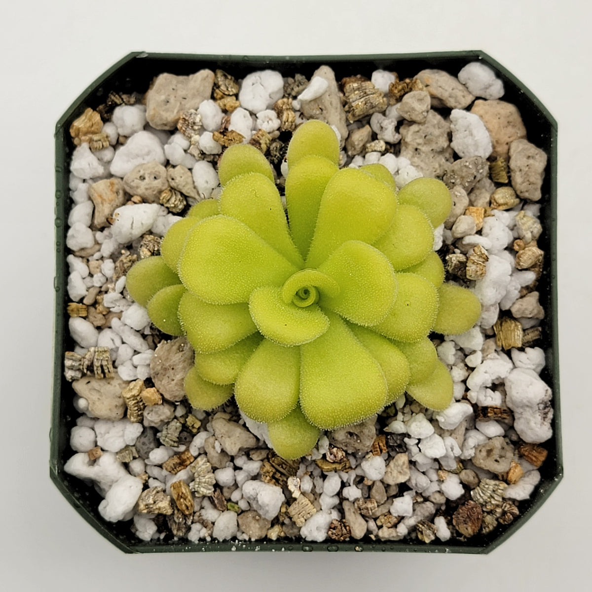 Butterworts (Pinguicula) | Rainbow Carnivorous Plants LLC