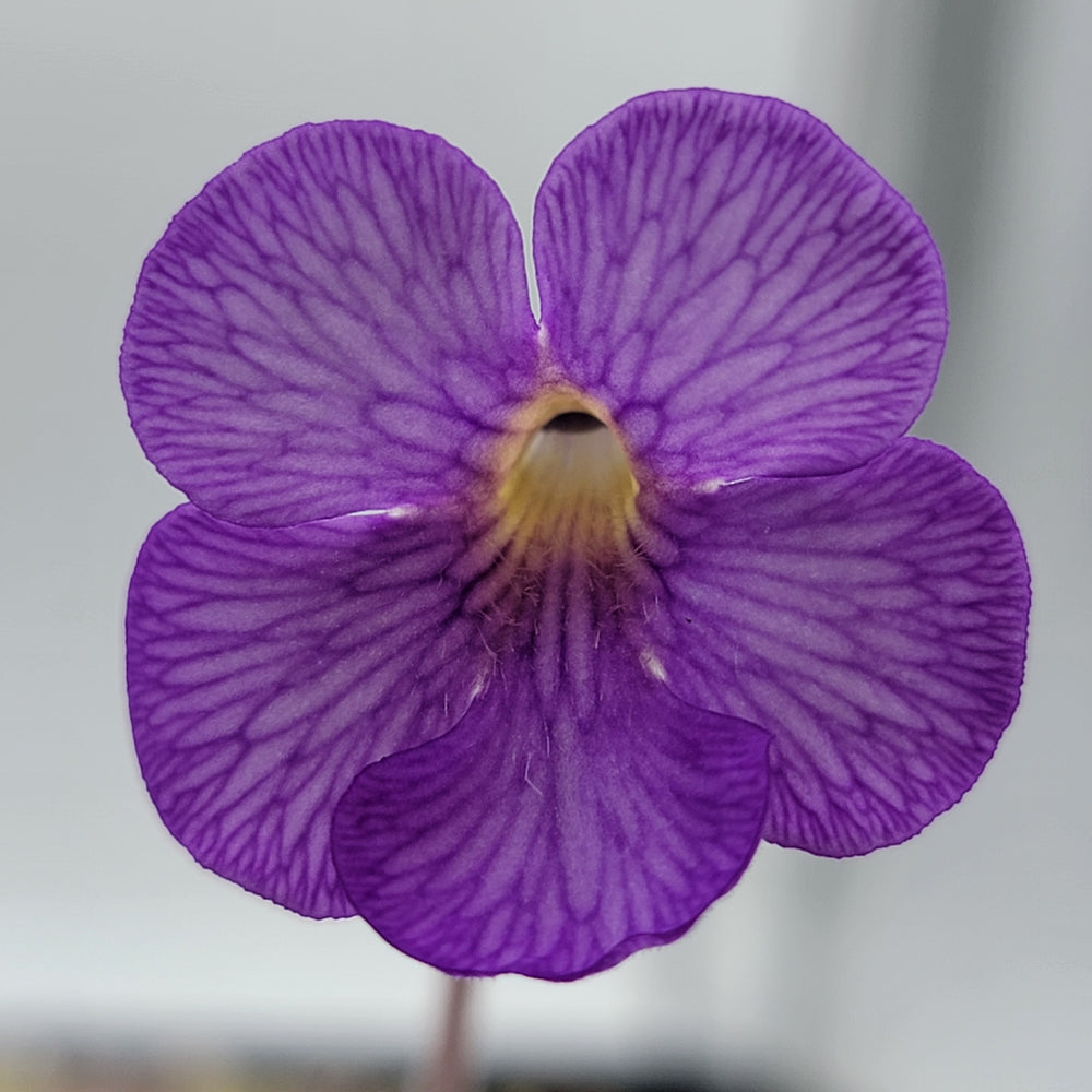 Butterworts (Pinguicula) | Rainbow Carnivorous Plants LLC
