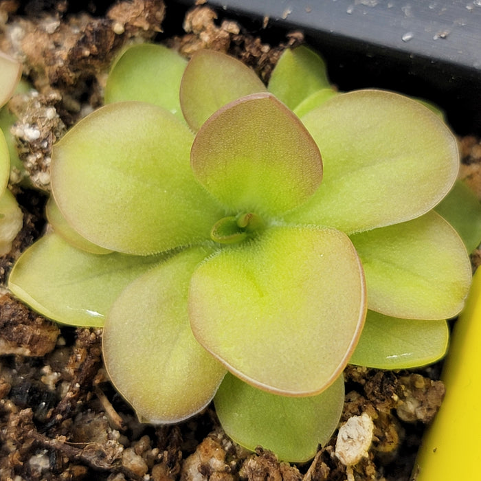 Pinguicula laueana x elizabethiae | Butterworts | Rainbow Carnivorous ...