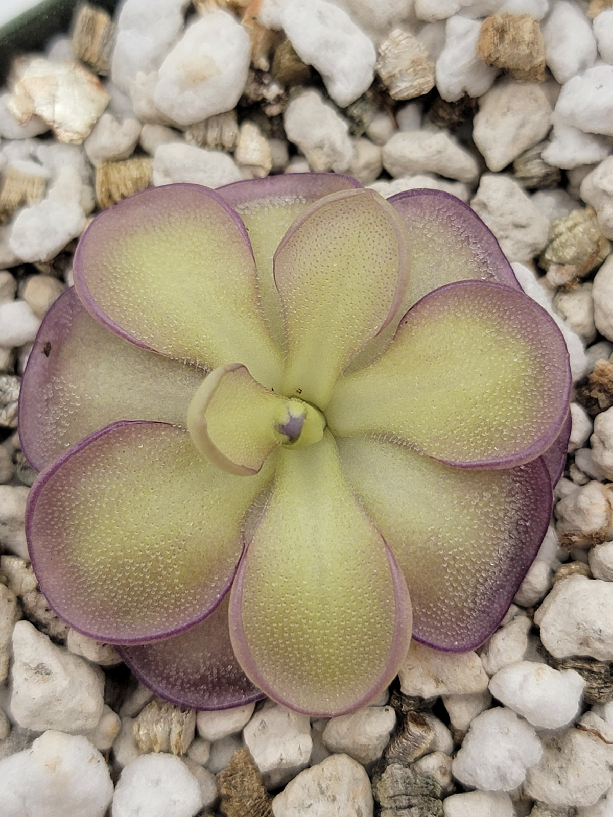 Pinguicula moranensis var. alba x cyclosecta | Butterworts | Rainbow ...