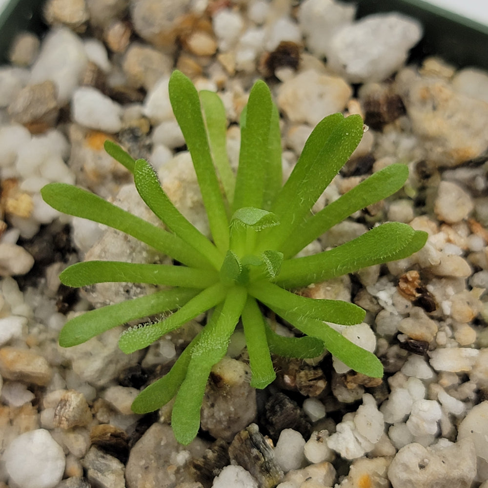 Pinguicula simulans