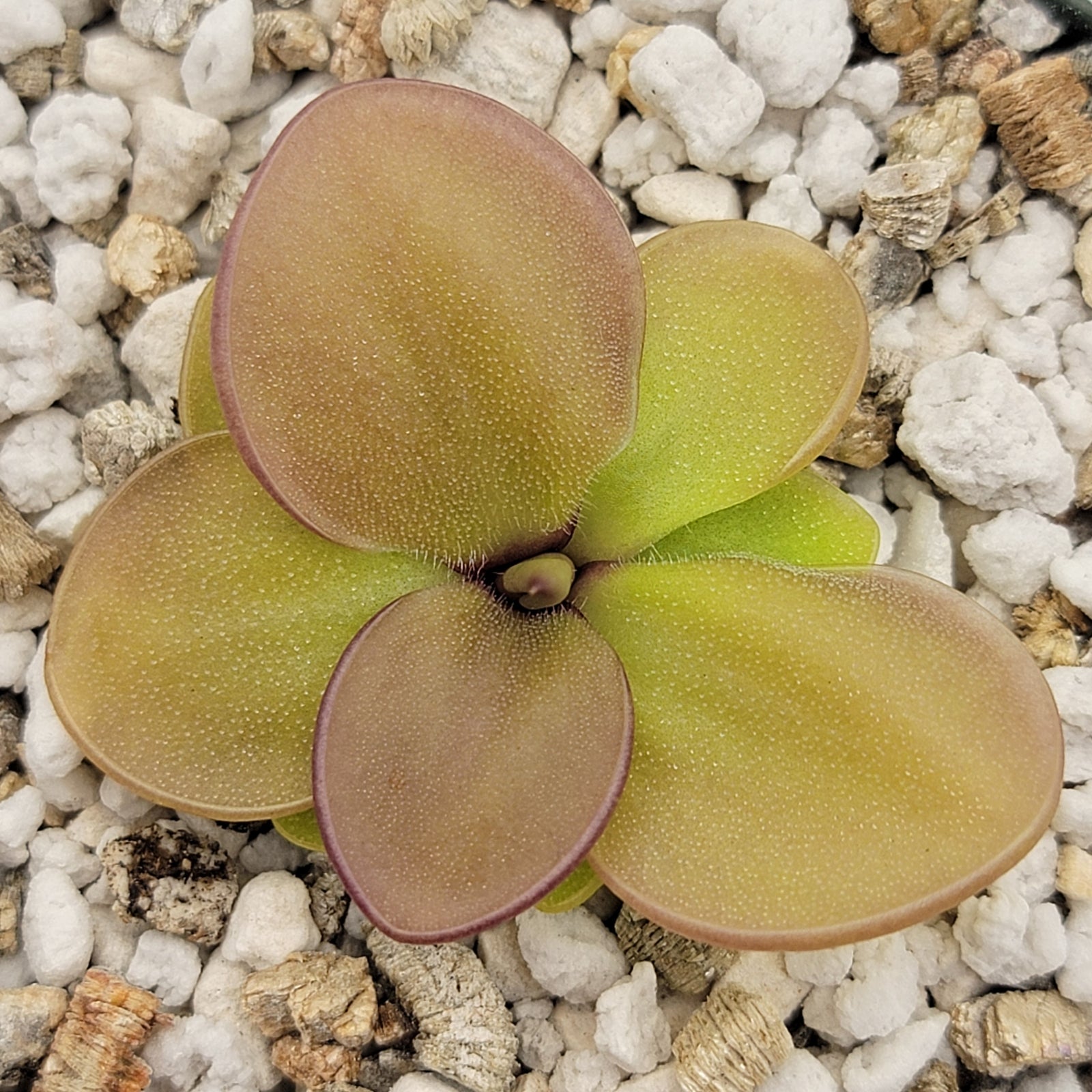 Butterworts (Pinguicula) | Rainbow Carnivorous Plants LLC