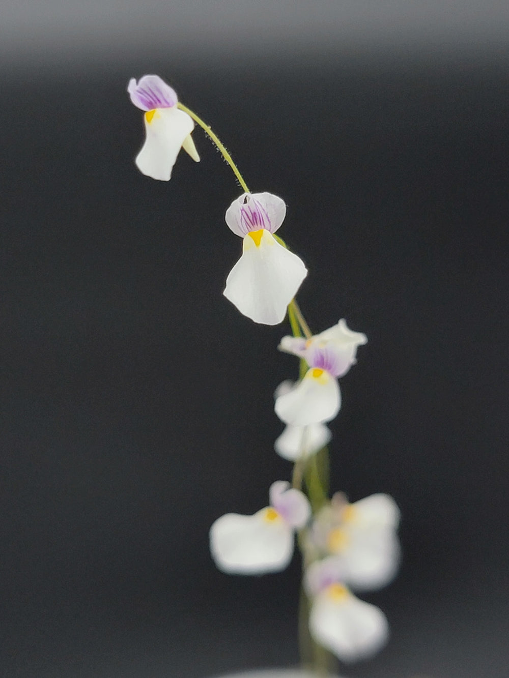 Utricularia blanchetii 'Chapada Diamantina, Brazil'