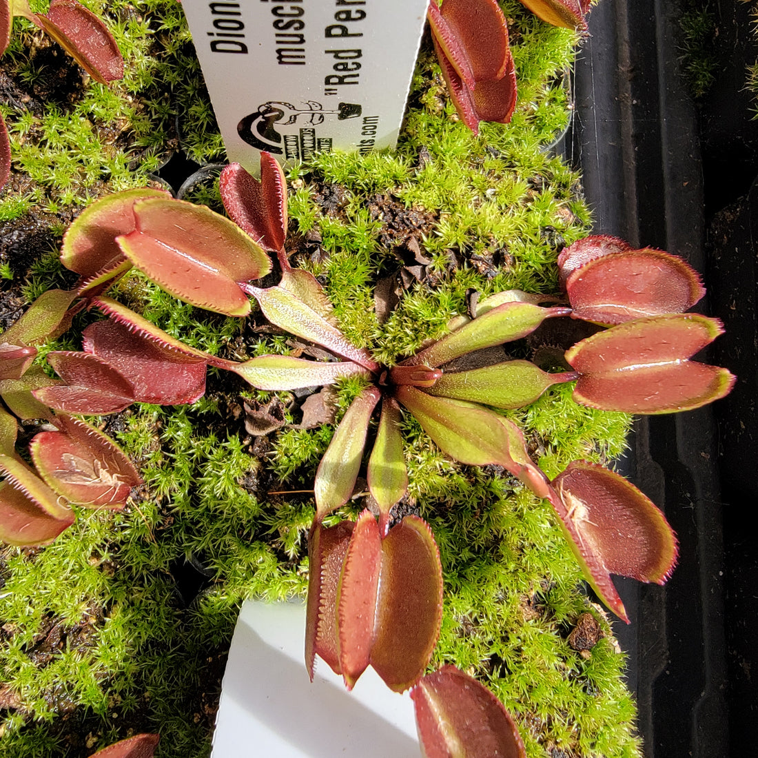 Venus flytrap (Dionaea muscipula) "Red Periscope" | | Rainbow Carnivorous Plants LLC
