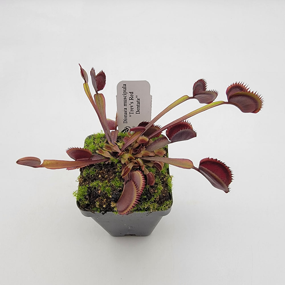 Venus flytrap (Dionaea muscipula) "Trev's Red Dentate" | Venus flytrap ...