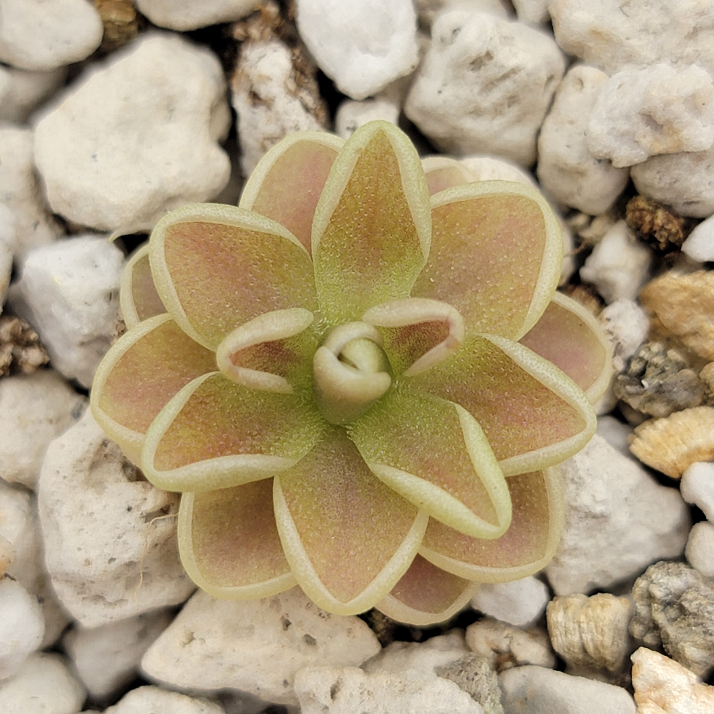 Pinguicula "Yucca Do 1717" | Butterworts | Rainbow Carnivorous Plants LLC