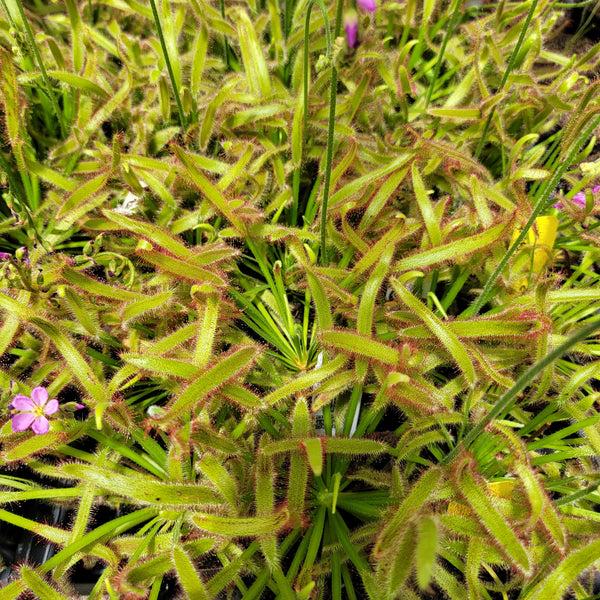 Sundews (Drosera) | Rainbow Carnivorous Plants LLC
