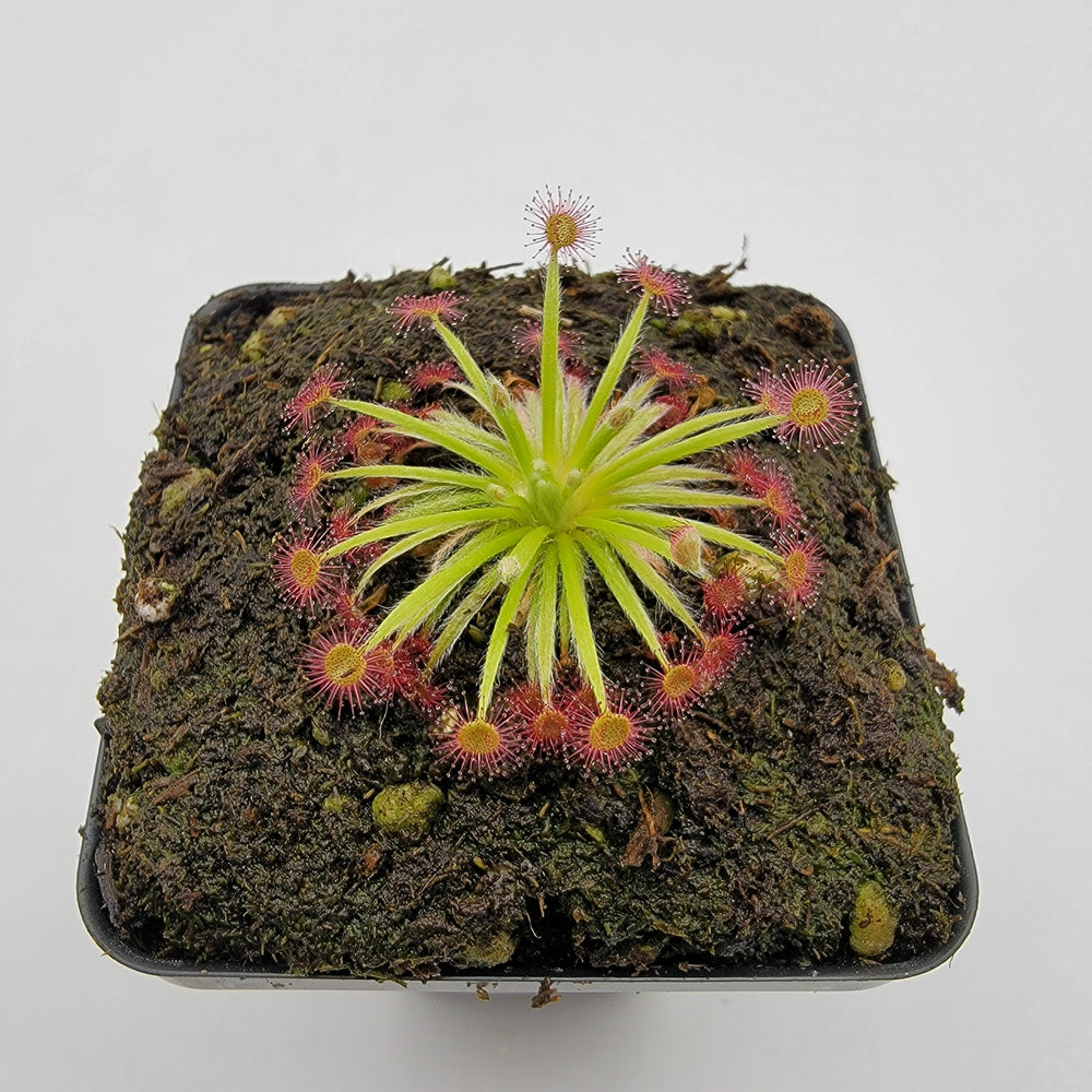 Sundews (Drosera) | Rainbow Carnivorous Plants LLC