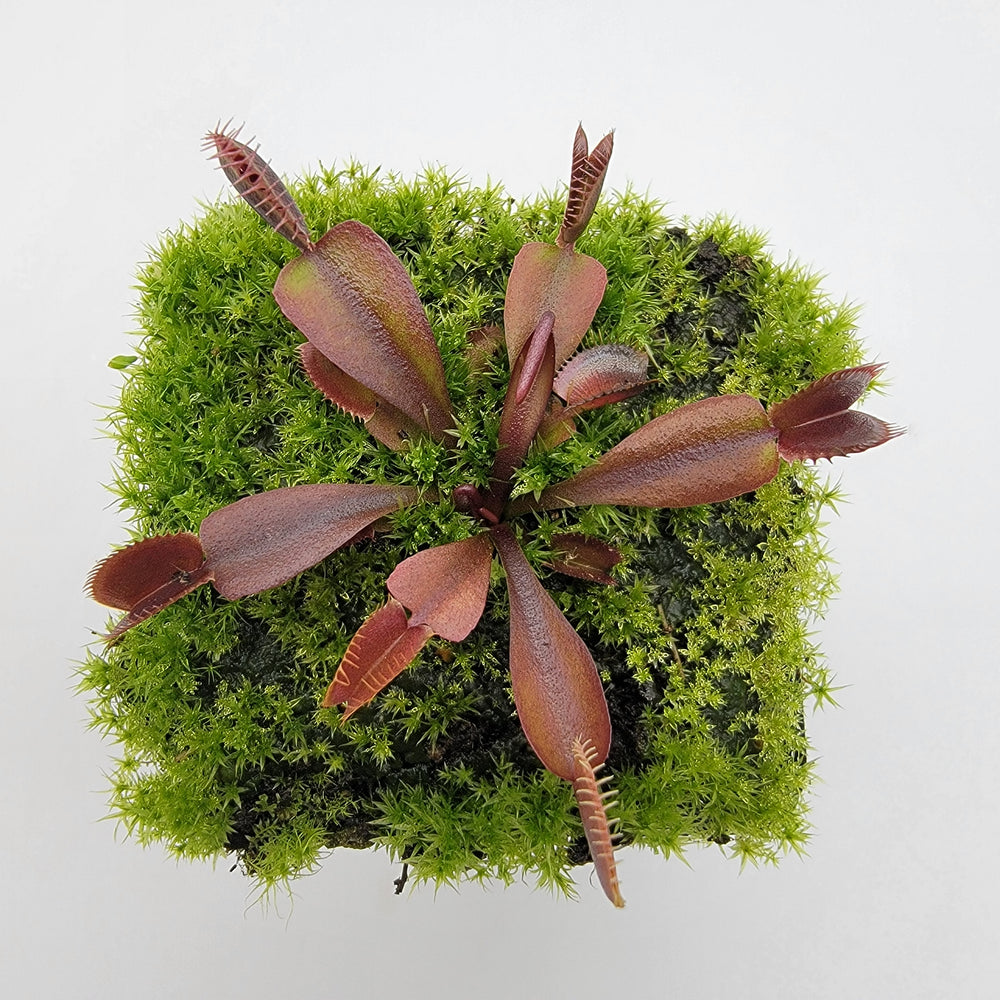 Venus flytrap (Dionaea muscipula) "Red Shark Teeth" | | Rainbow ...