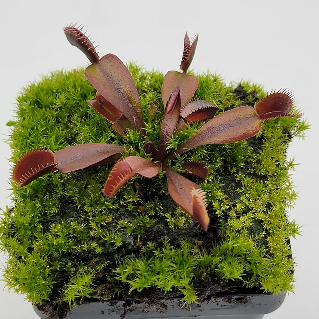 Venus flytrap (Dionaea muscipula) "Red Shark Teeth" | | Rainbow ...