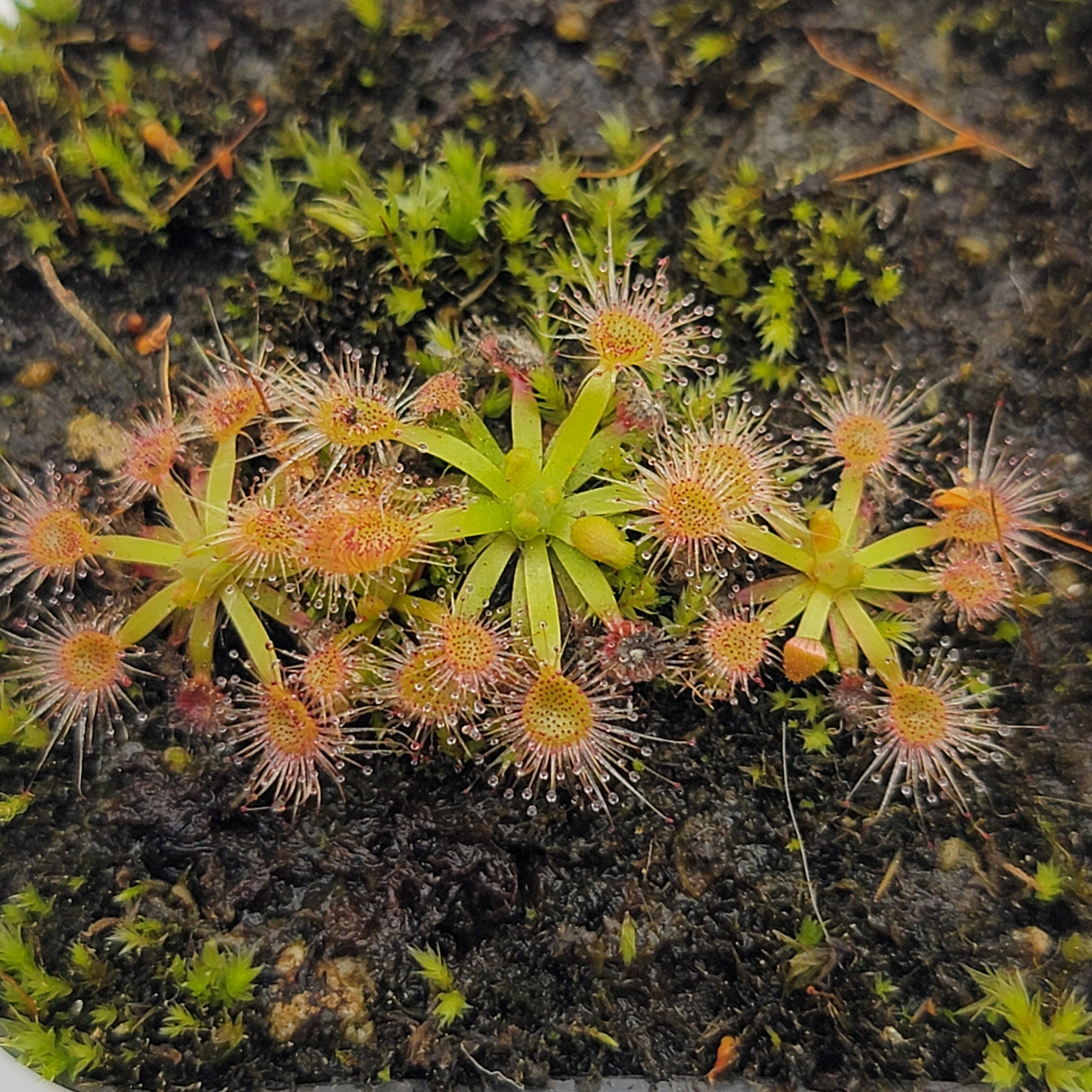 Drosera occidentalis x pulchella | Drosera | Rainbow Carnivorous Plants LLC