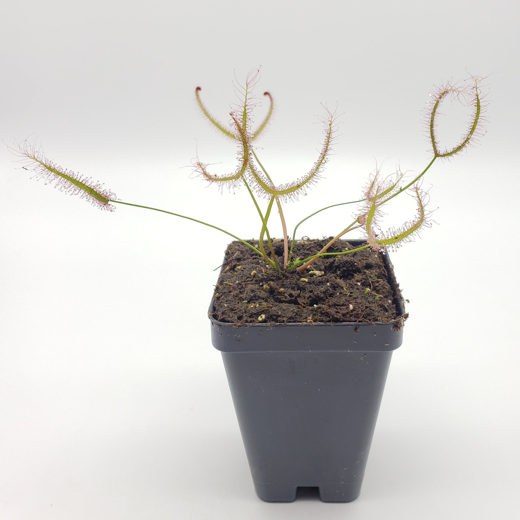 Drosera binata var. multifida extrema -fork-leaf- -Live carnivorous ...