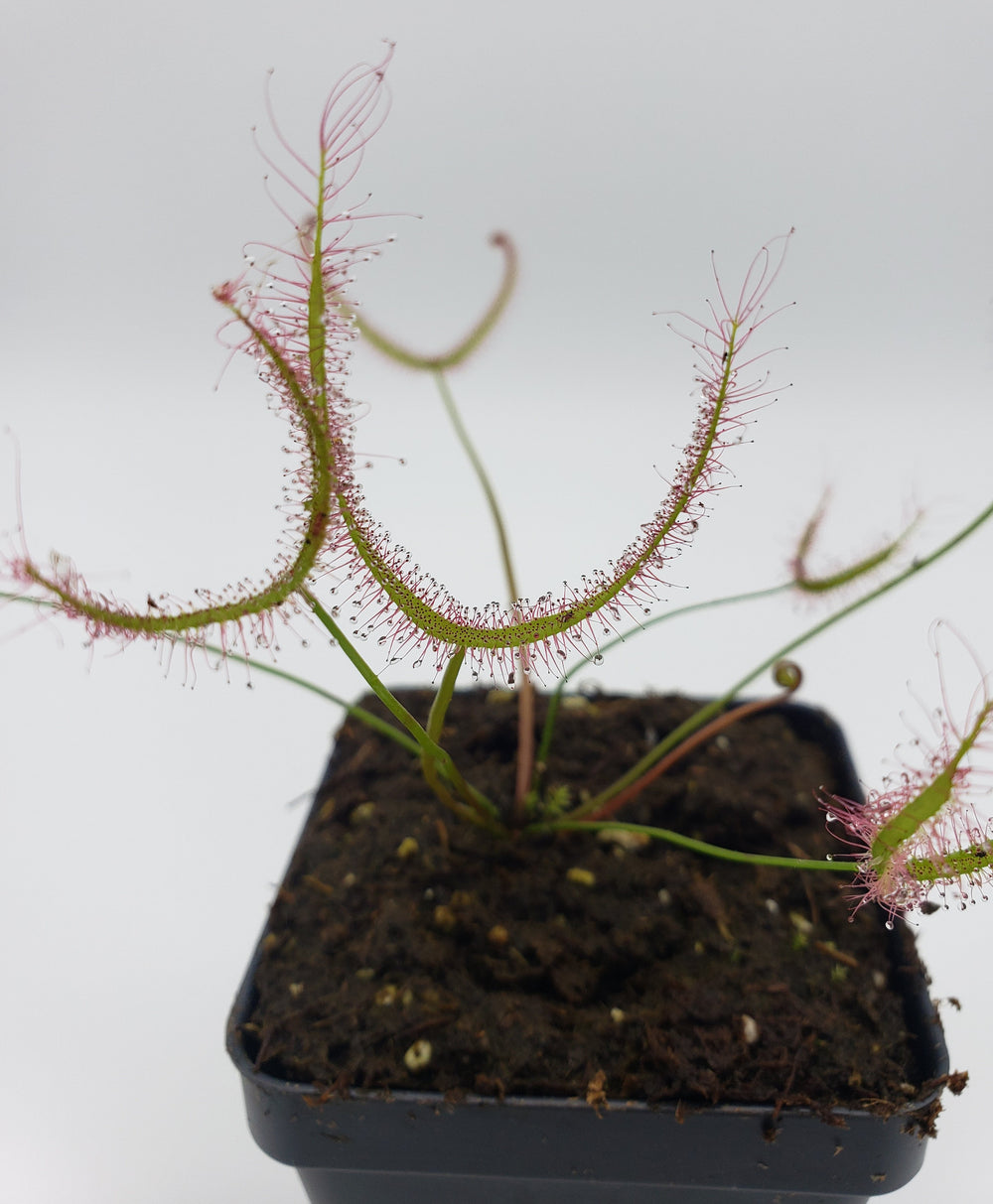 Drosera binata var. multifida extrema -fork-leaf- -Live carnivorous ...