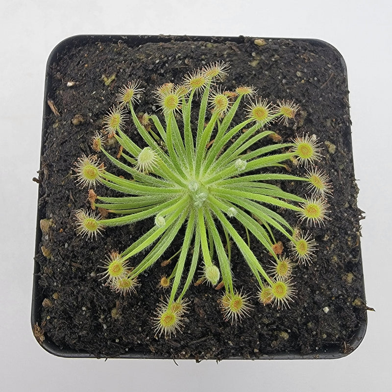 Drosera broomensis