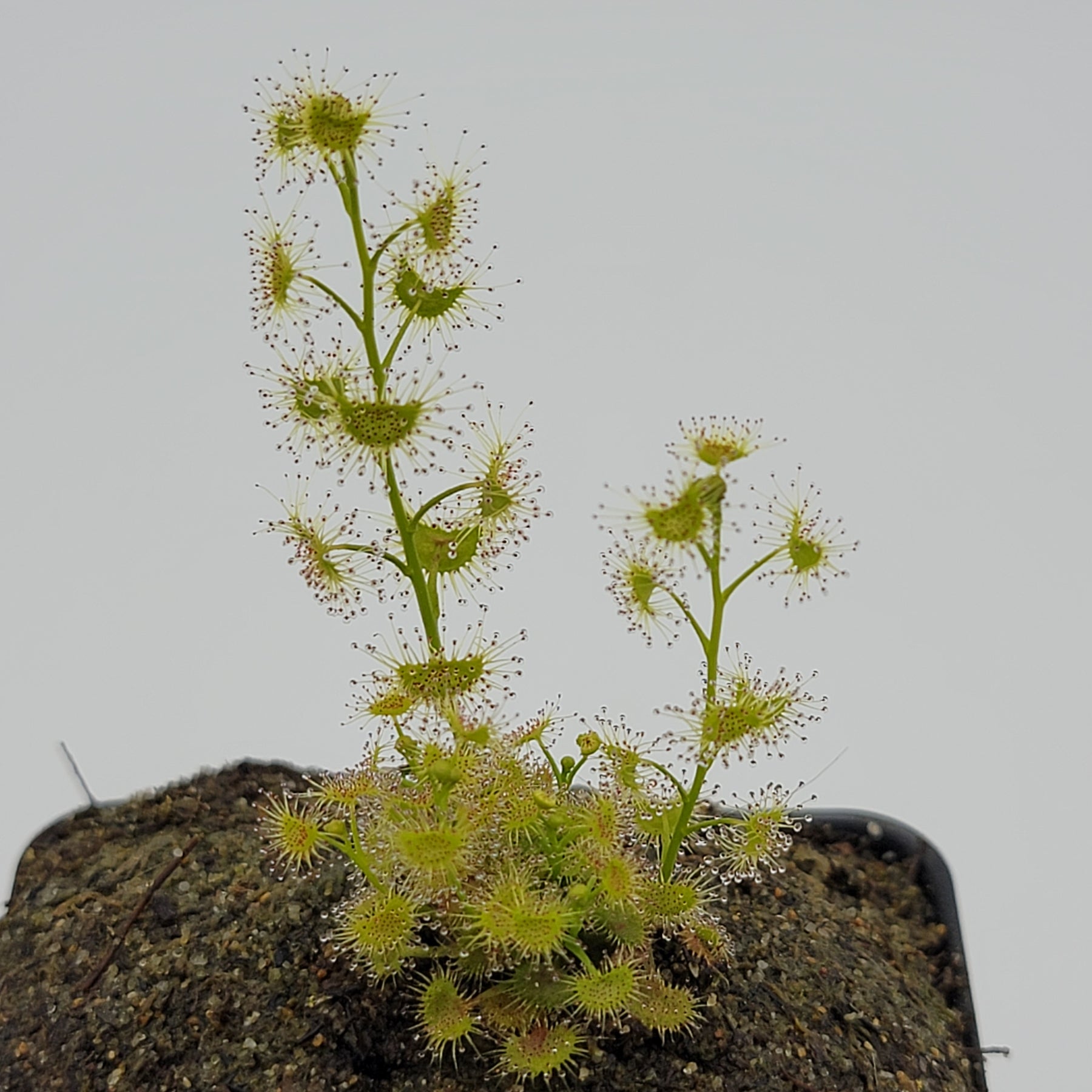 Drosera hookeri