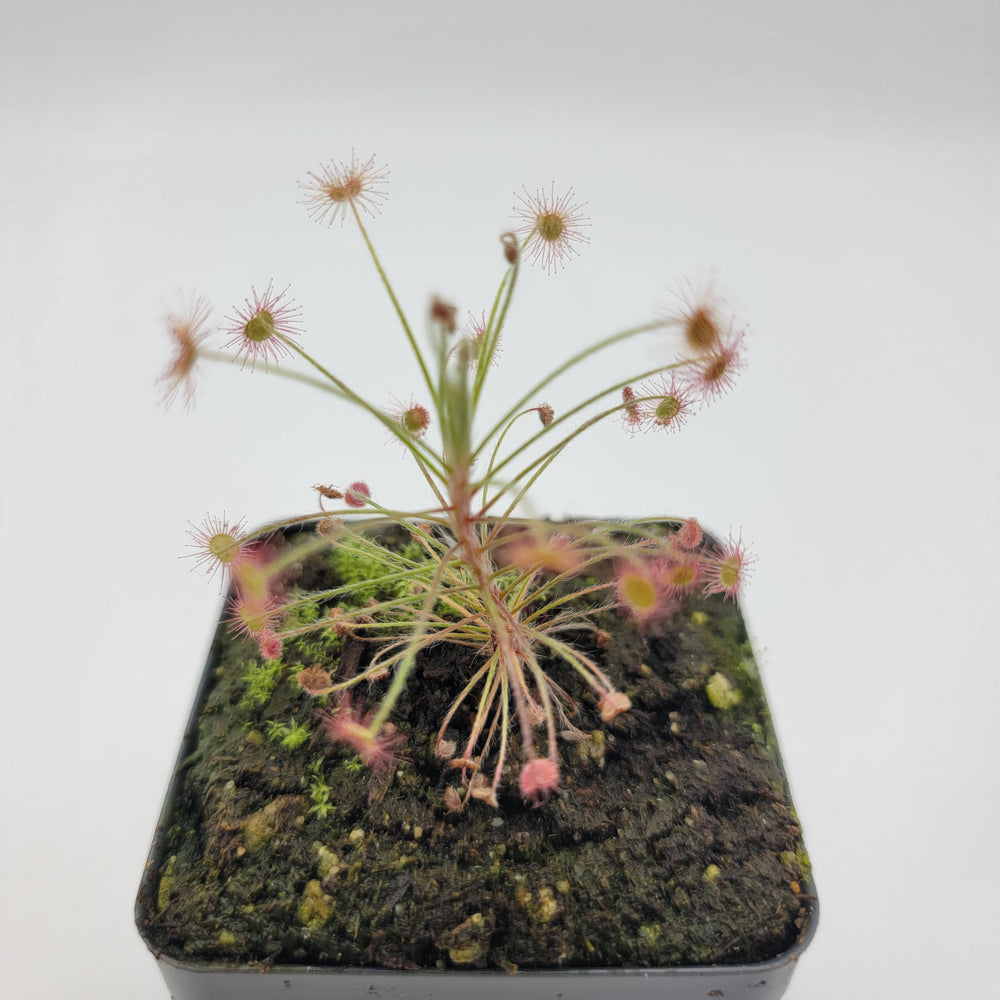 Sundews (Drosera) | Rainbow Carnivorous Plants LLC