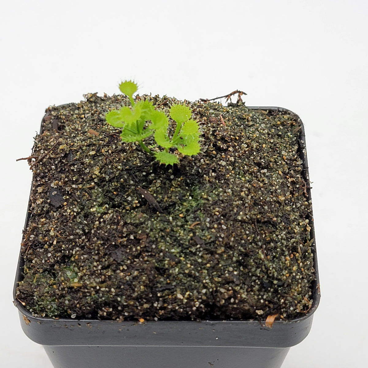 Drosera rupicola | Drosera | Rainbow Carnivorous Plants LLC