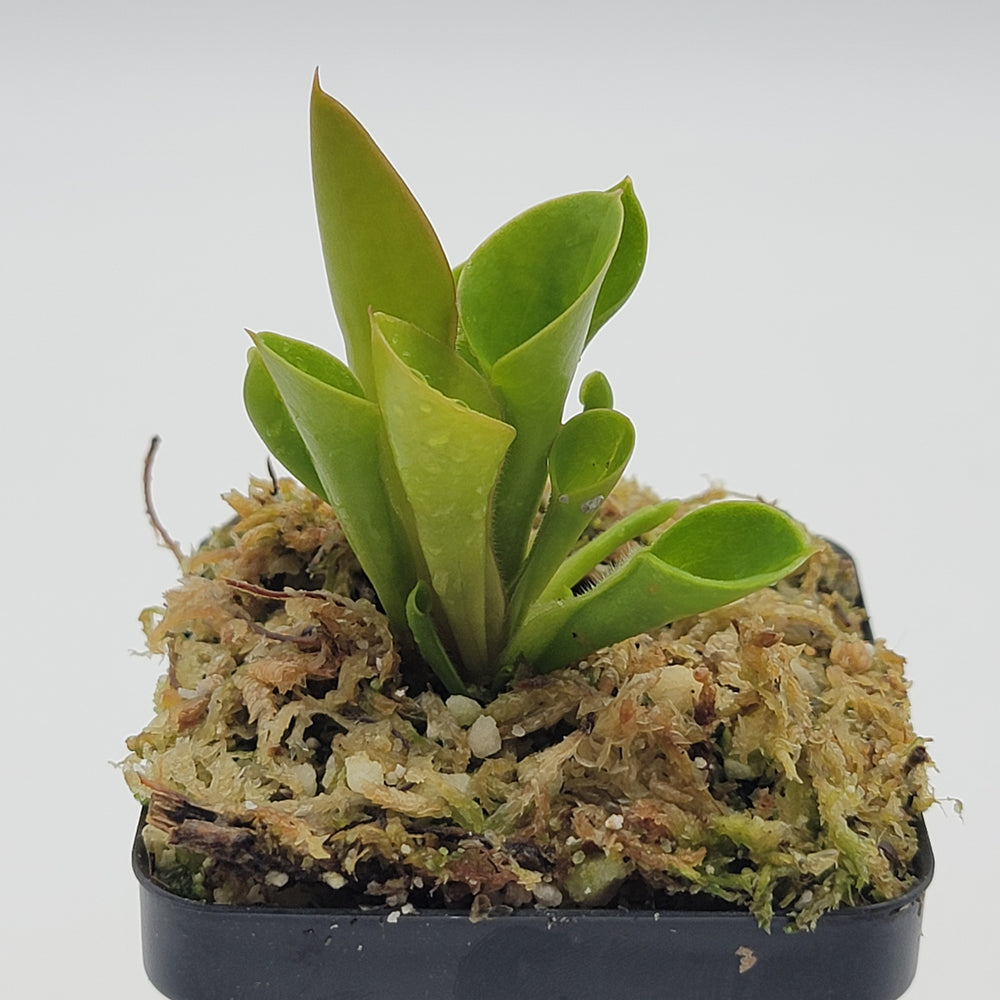 Heliamphora minor | heliamphora | Rainbow Carnivorous Plants LLC