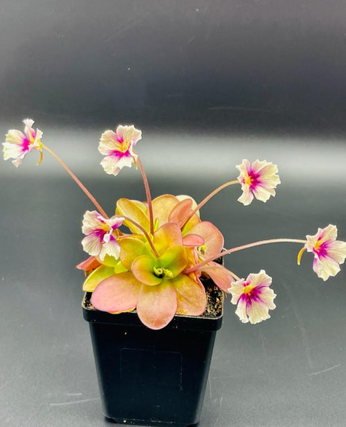 Pinguicula 'Razzberry Blonde' | Butterworts | Rainbow Carnivorous ...
