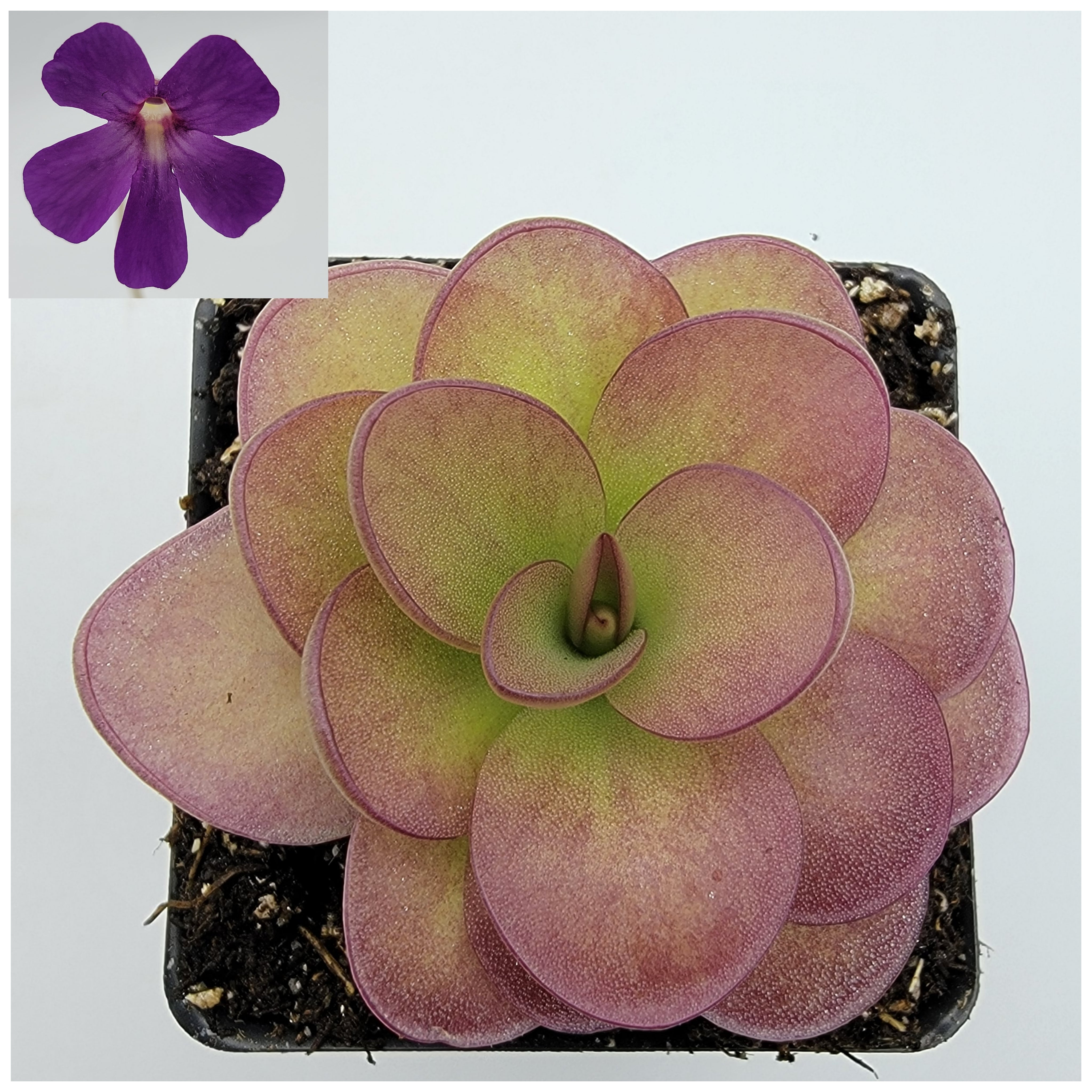 Pinguicula Agnata