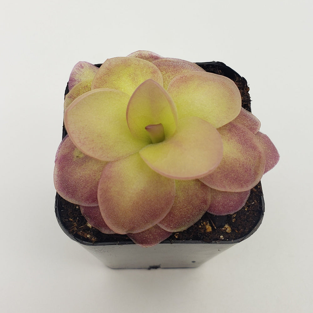 Butterworts (Pinguicula) | Rainbow Carnivorous Plants LLC