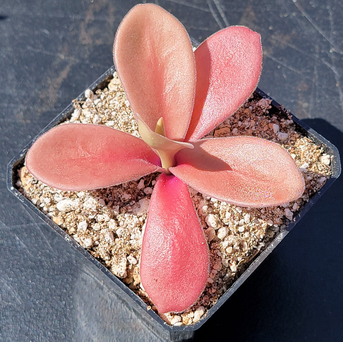 Pinguicula gigantea red | Butterworts | Rainbow Carnivorous Plants LLC