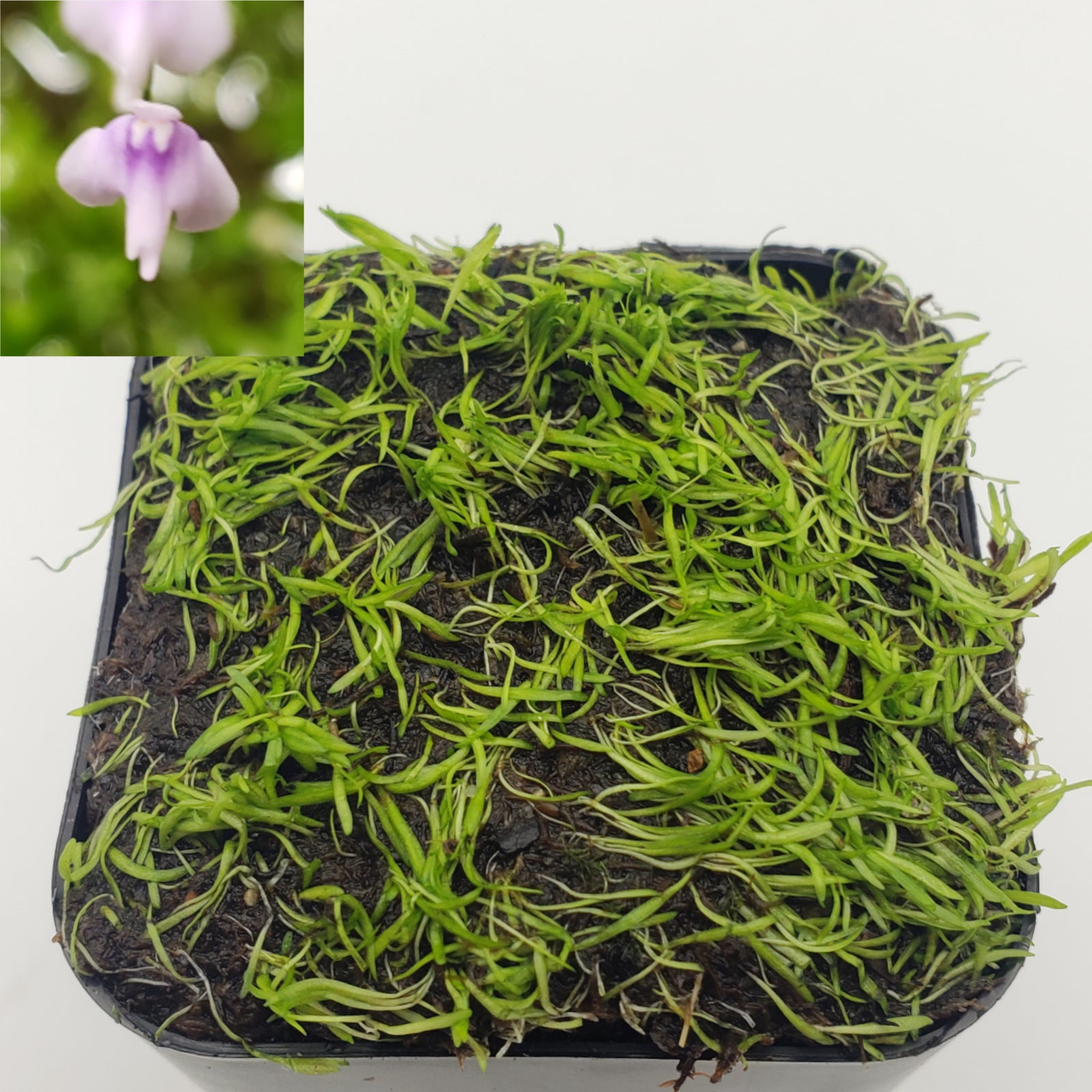 Bladderworts (Utricularia) | Rainbow Carnivorous Plants LLC