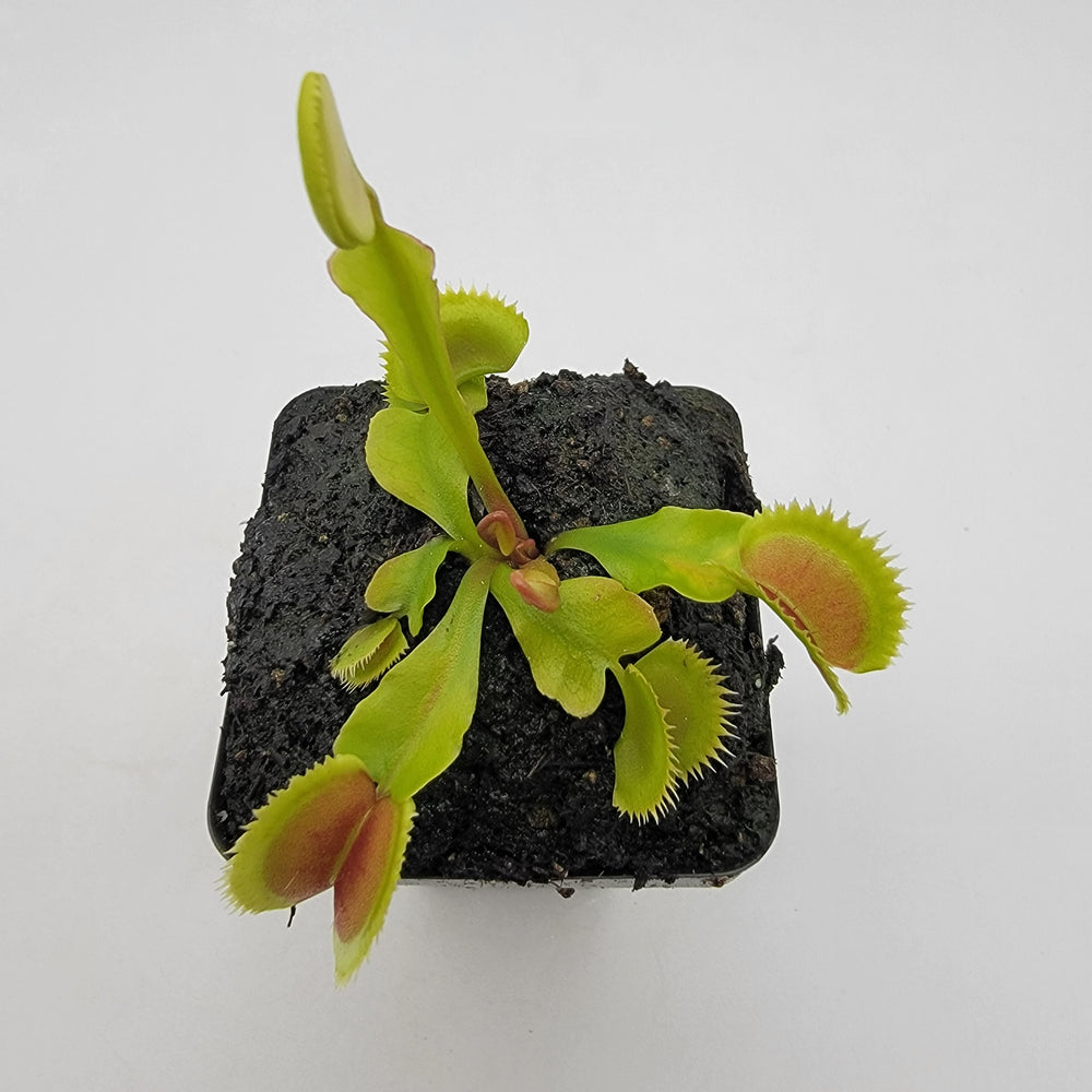 Venus flytrap (Dionaea muscipula) 'Sawtooth' x 'Red Piranha' | Rainbow ...
