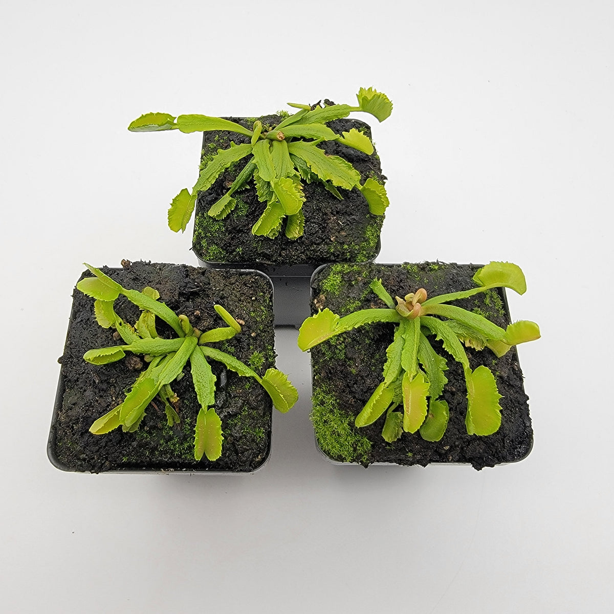 Venus flytrap (Dionaea muscipula) 'Wacky Traps' | | Rainbow Carnivorous ...