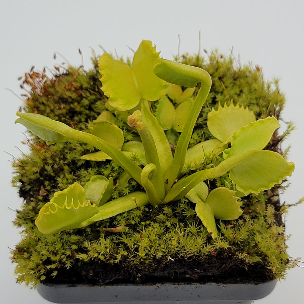 Venus flytrap (Dionaea muscipula) 'Werewolf' | | Rainbow Carnivorous ...