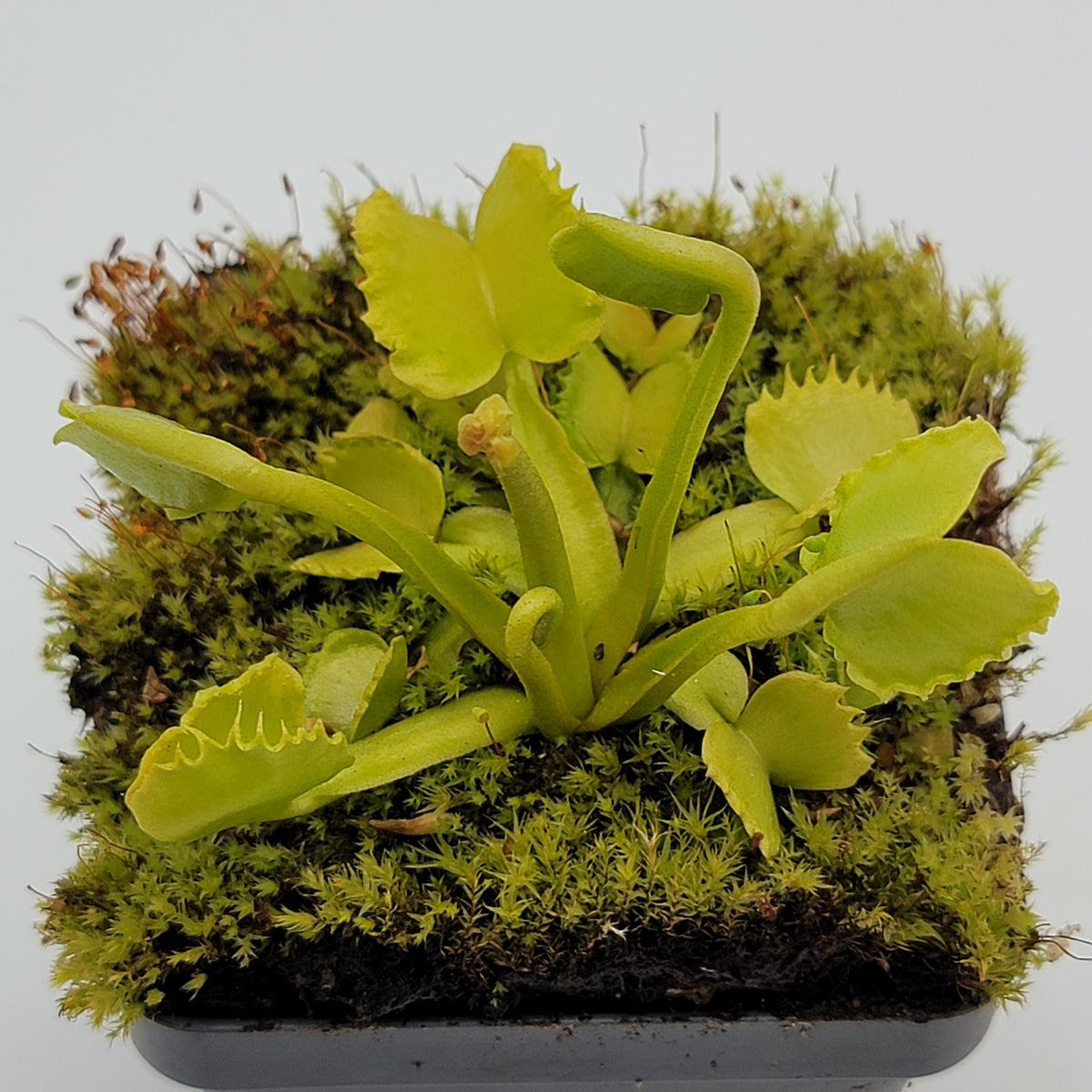 Venus flytrap (Dionaea muscipula) 'Werewolf' | | Rainbow Carnivorous ...