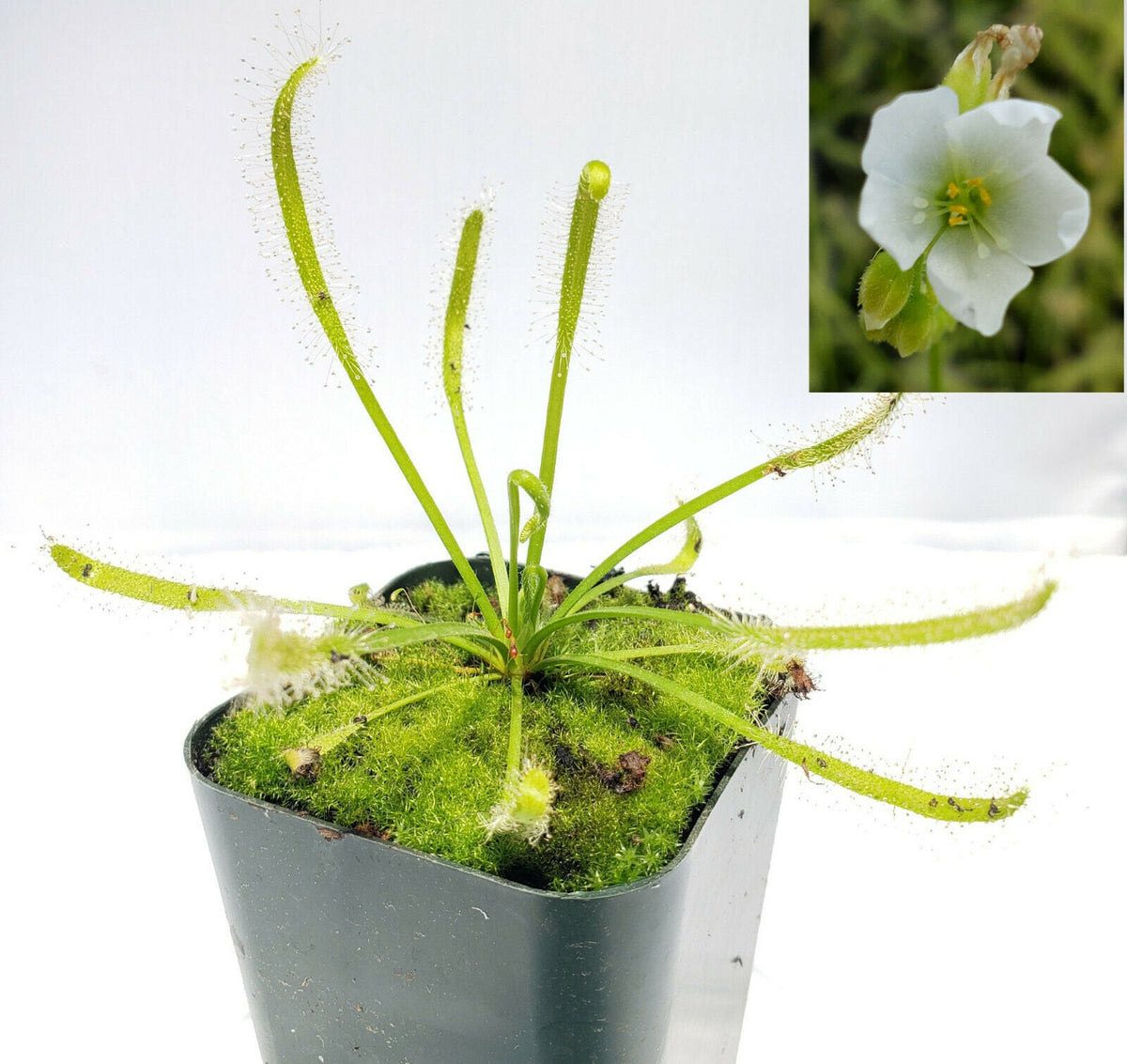Drosera capensis alba white flower [Fungus gnat catcher] | | Rainbow ...